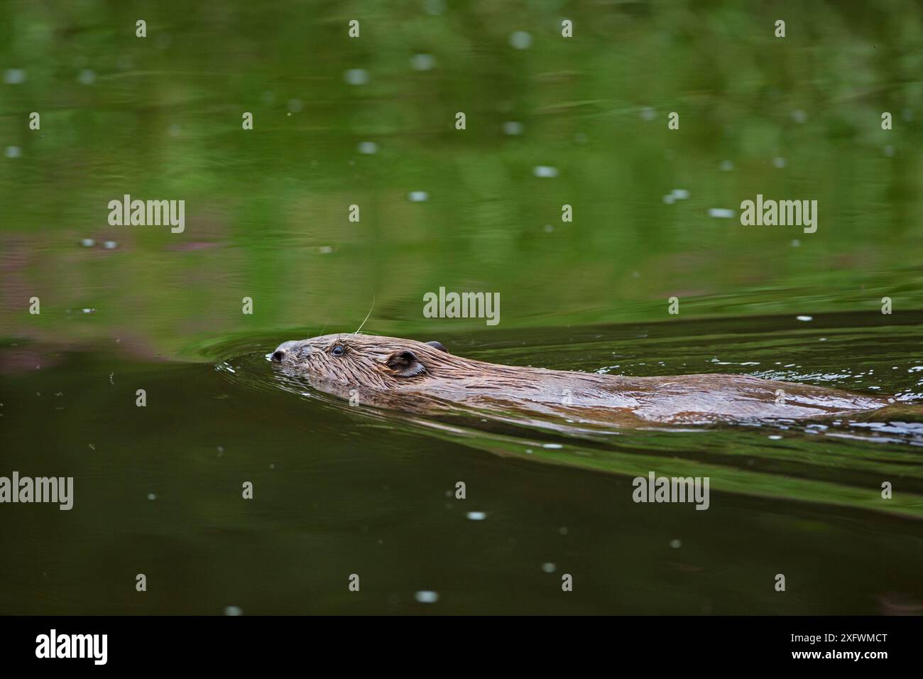 Female otter british wildlife hi-res stock photography and images - Alamy