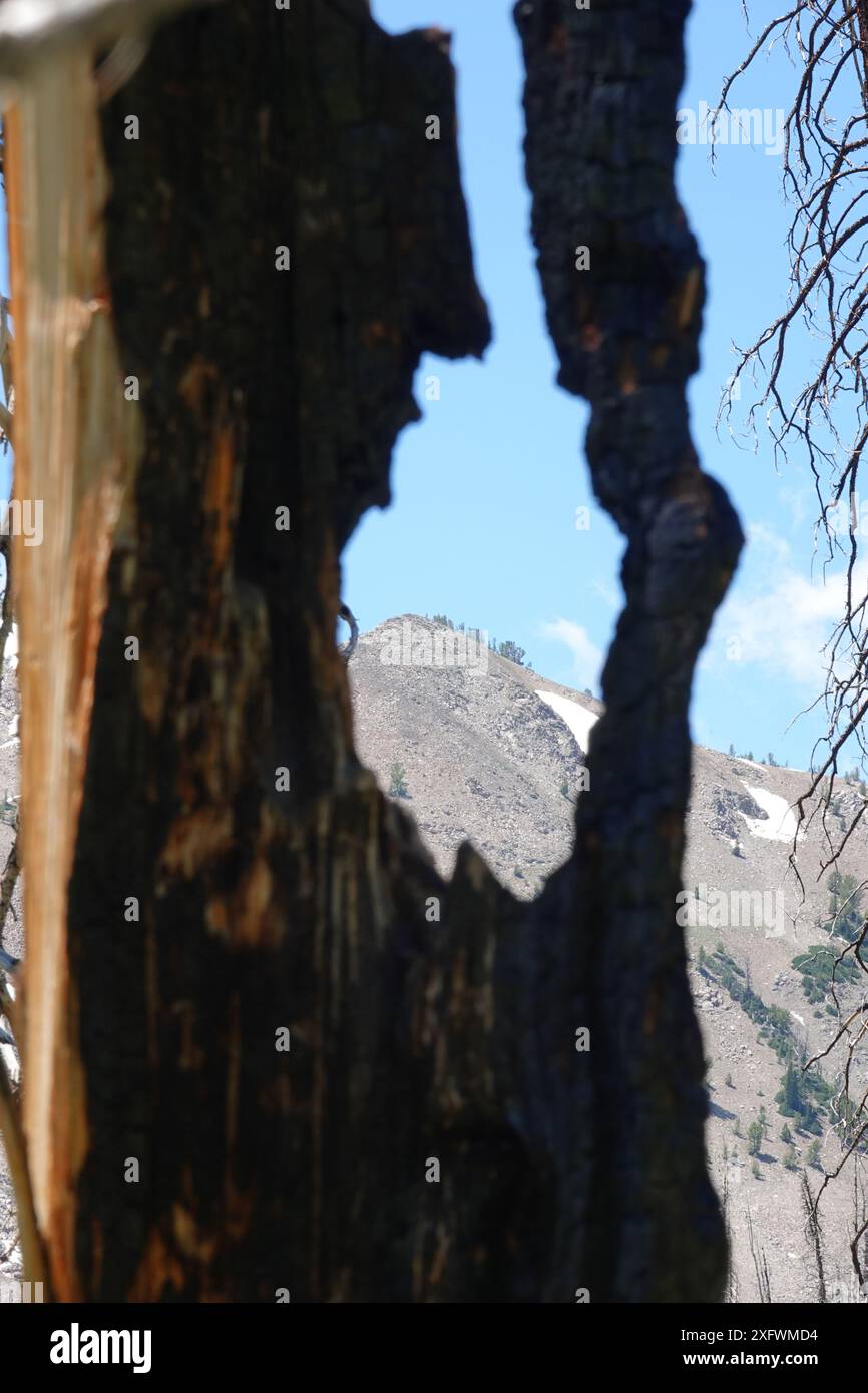 Scorched mountain tree hi-res stock photography and images - Alamy