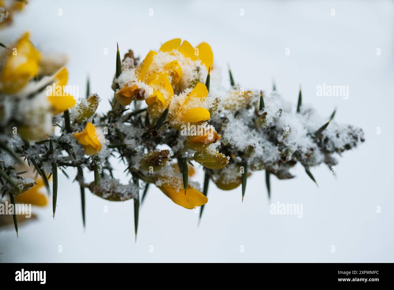 Plantae plantae plants hi-res stock photography and images - Alamy