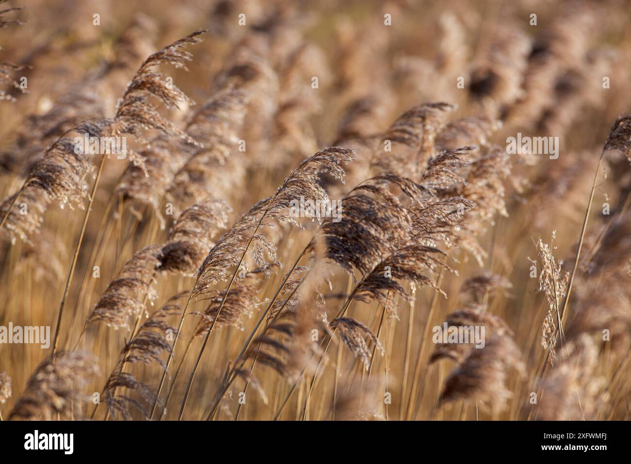 Common reed (Phragmites australis) in flower in reedbed, Otter Estuary ...