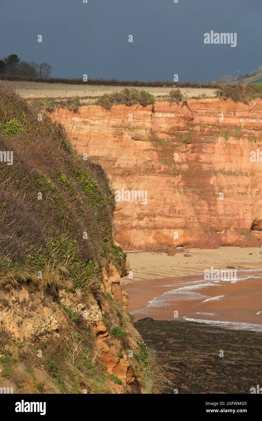 Triassic sandstone cliffs of East Devon, formed 250-260 million years ...