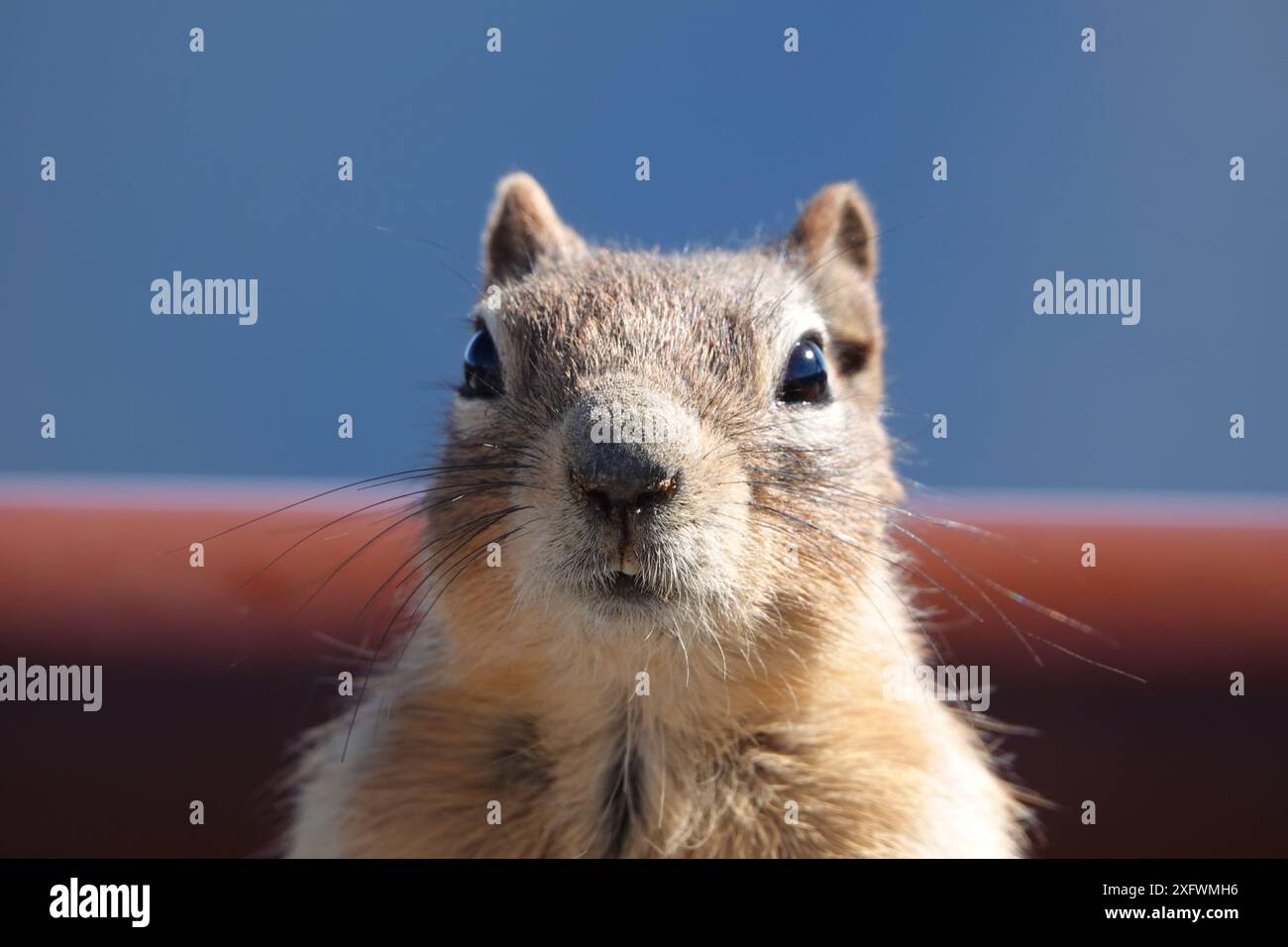 Ground chipmunk hi-res stock photography and images - Alamy