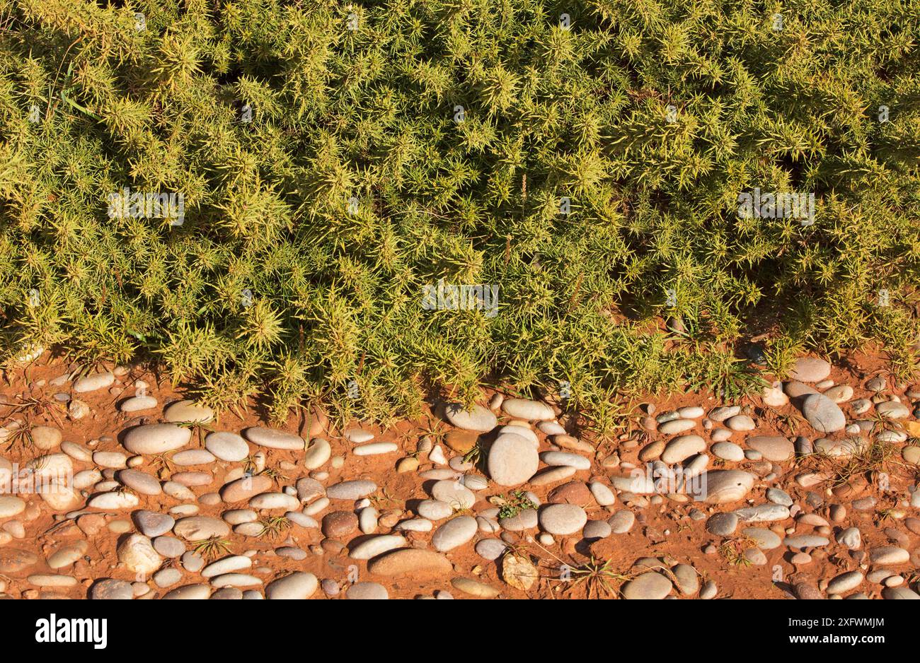 Common gorse (Ulex europaeus) East Devon, England, UK, November Stock ...