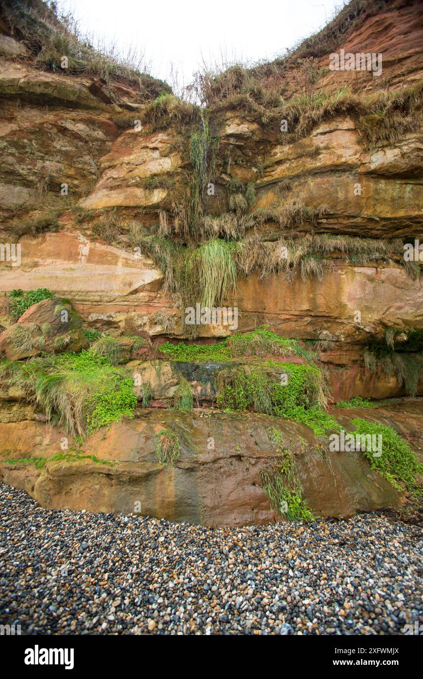Fescue (Festuca rubra) and Sea beet (vulgaris sp.maritima) coastal ...