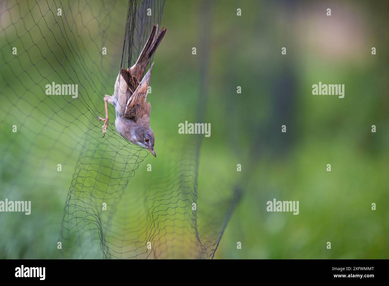 Catching a Common whitethroat (Sylvia communis) caught in mist bed ...