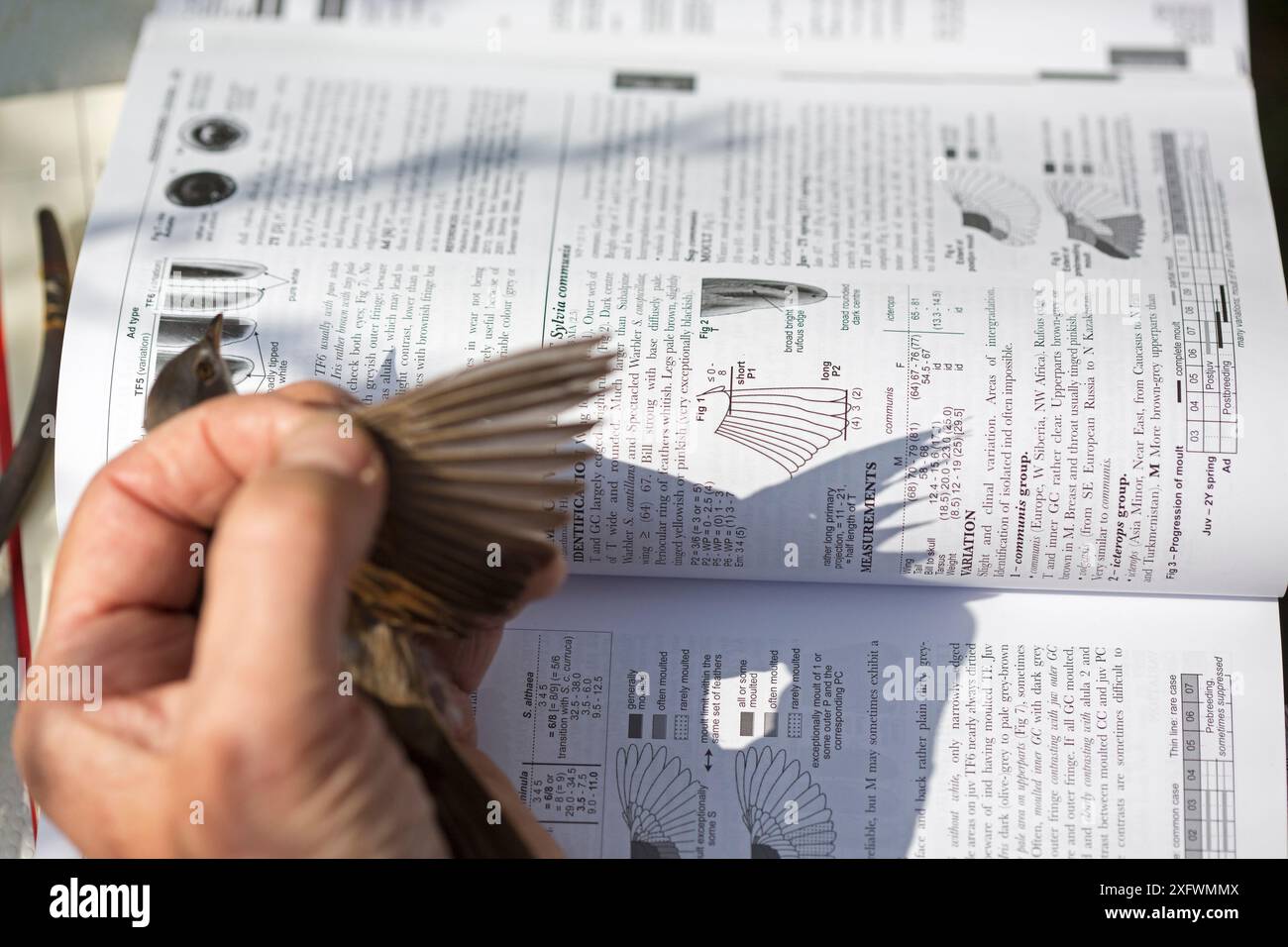 Bird ringer using a guide book to check identification Dunnock ...