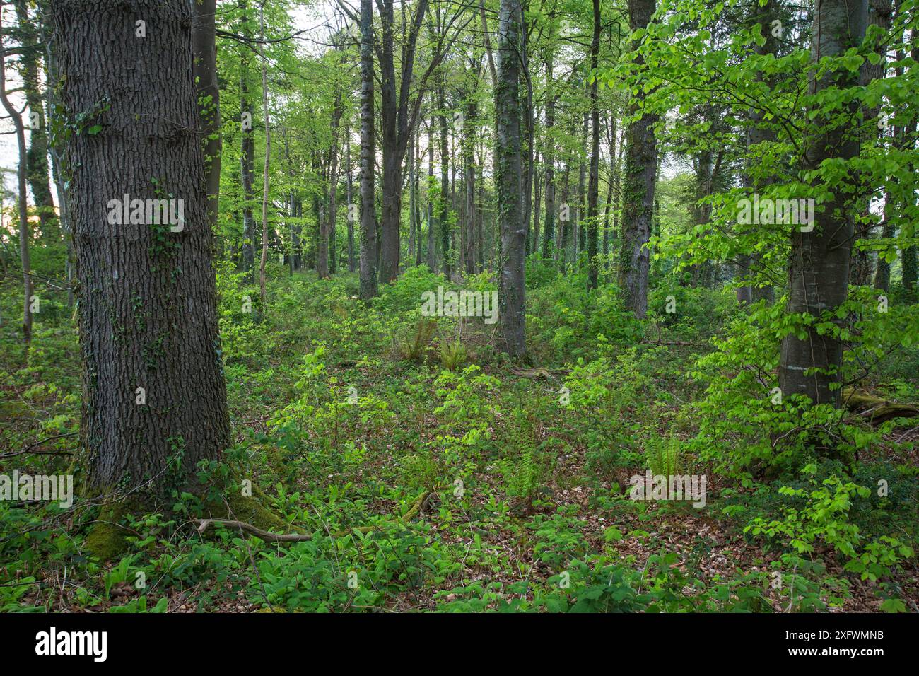 Healthy regeneration of beech (Fagus syvatica) and oak (Quercus robur ...