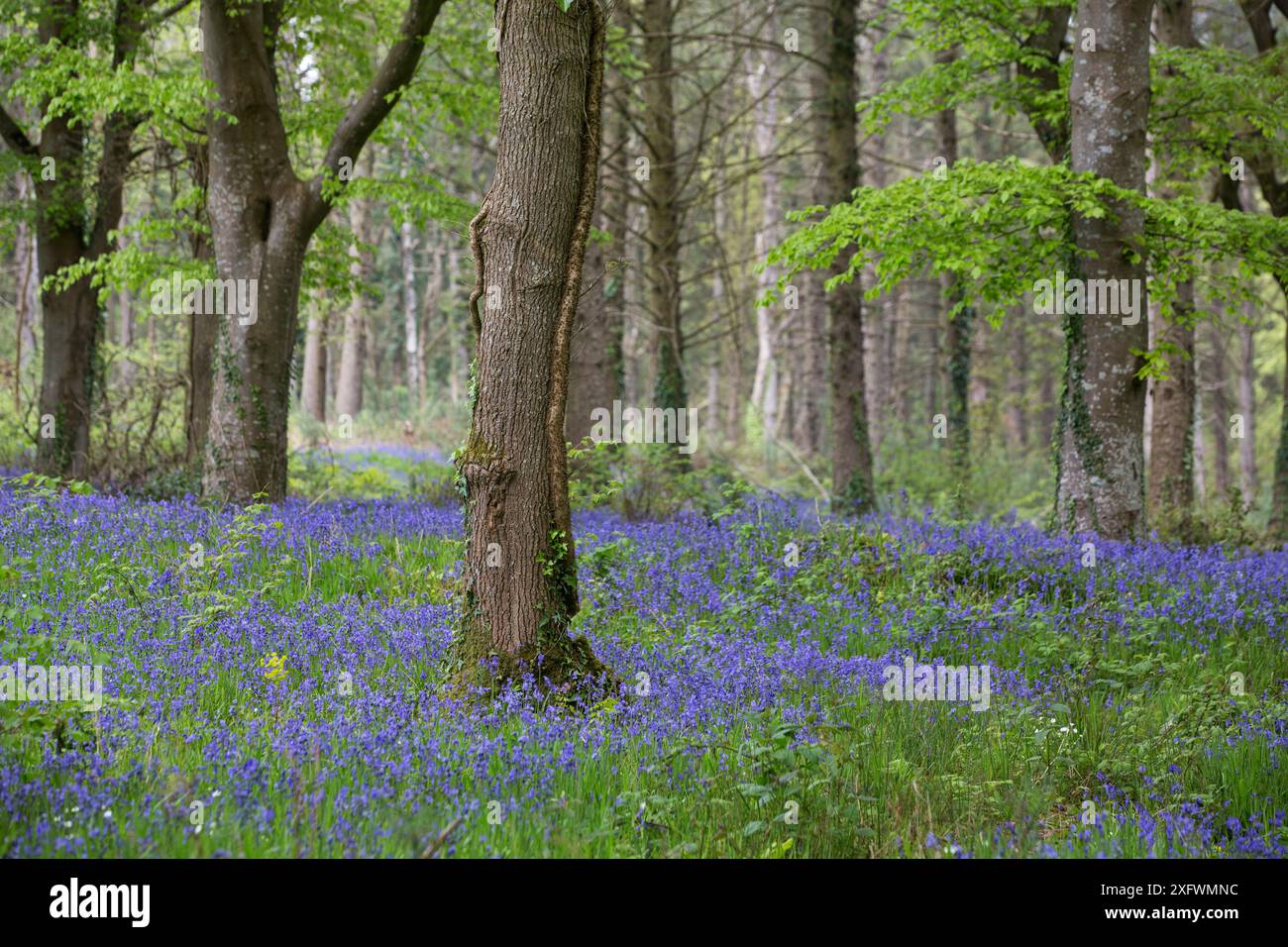 Bluebells (Hyacinthoides non-scripta) within an ancient semi-natural ...