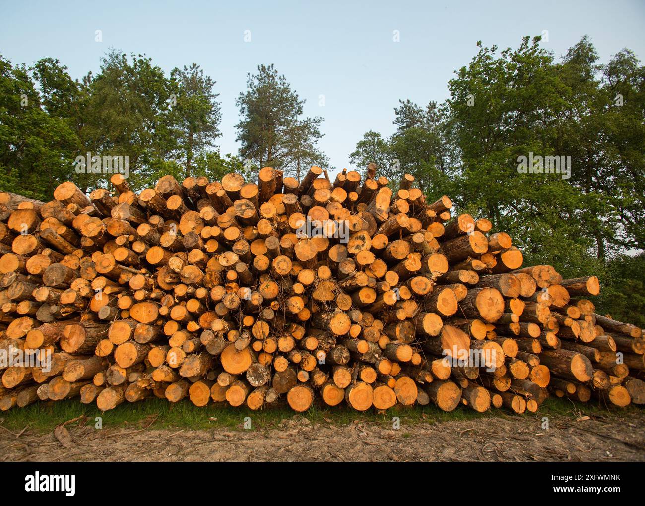Timber stacked ready for haulage, Devon, England, UK, June Stock Photo ...