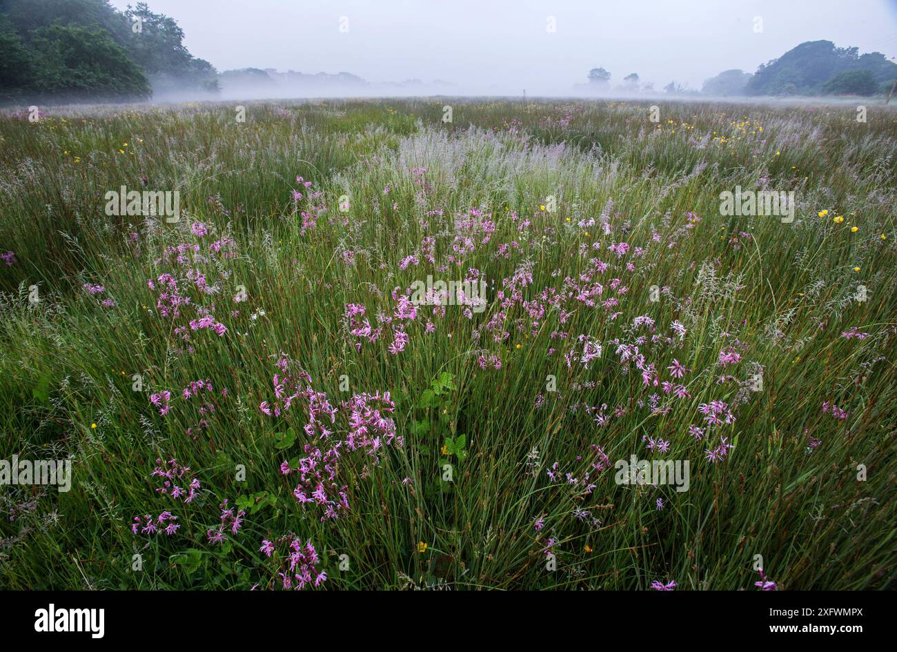 Ragged robin (Lychnis flos-cuculi) in a grazing marsh, Devon, England ...
