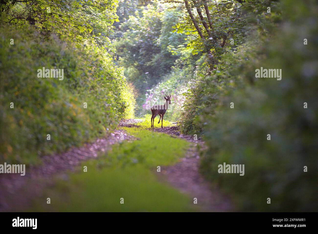 Roe buck deer male june hi-res stock photography and images - Alamy