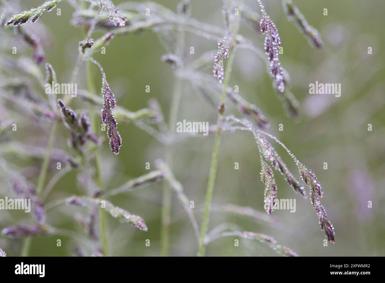 Red fescue (Festuca rubra) with dew marshland grass, Otter Meadows ...