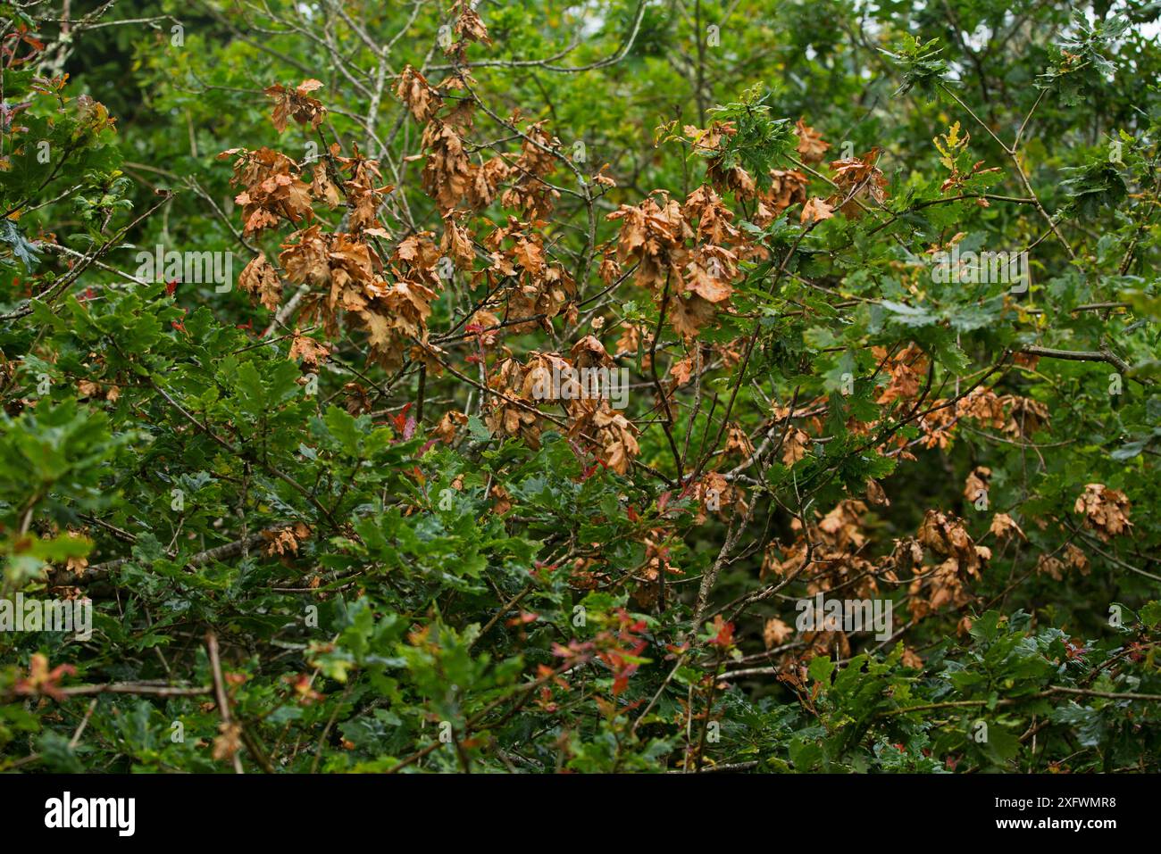 Oak tree (Quercus robur) with Grey squirrel (Sciurus carolinensis ...