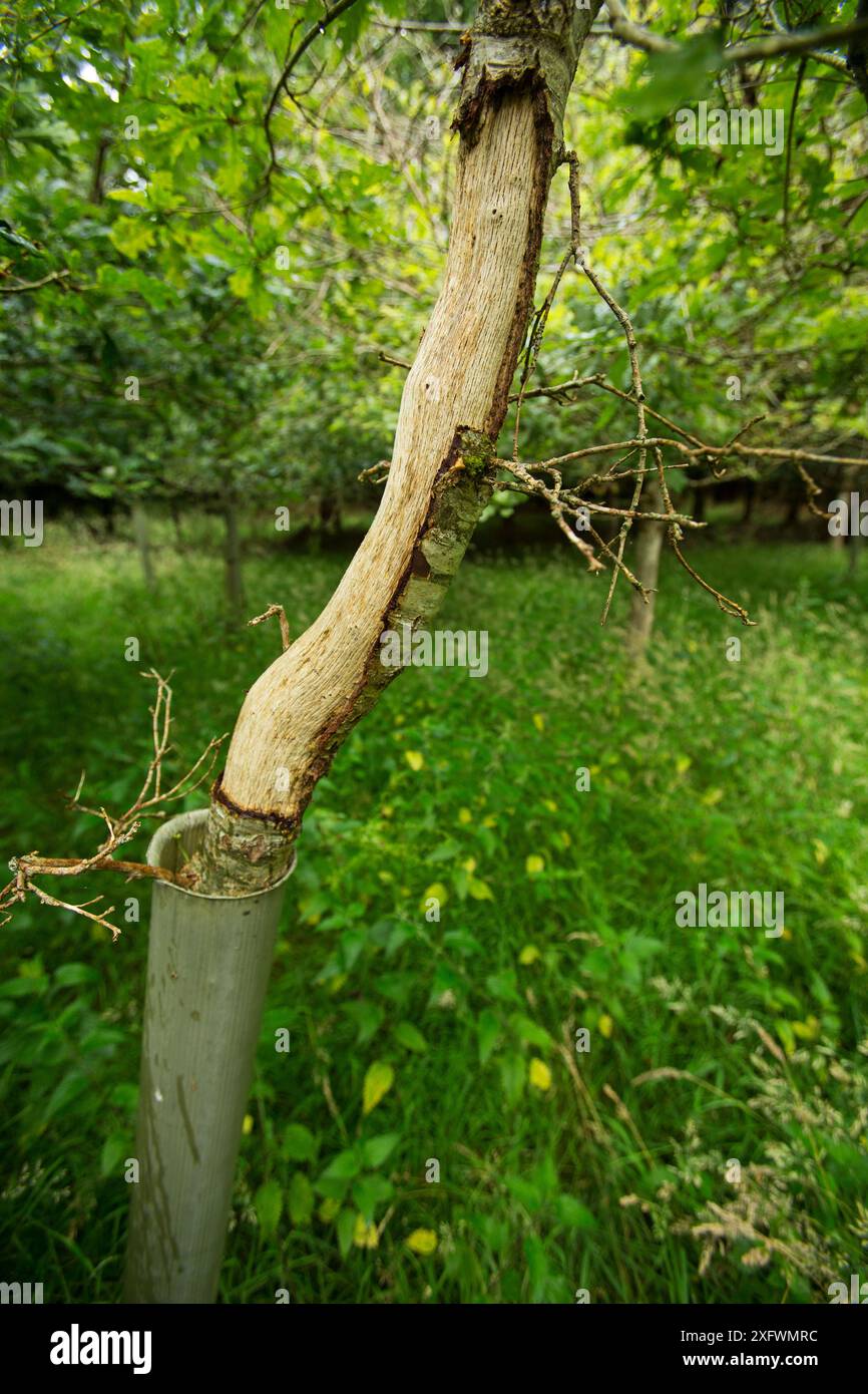 Oak tree (Quercus robur) with Grey squirrel (Sciurus carolinensis ...