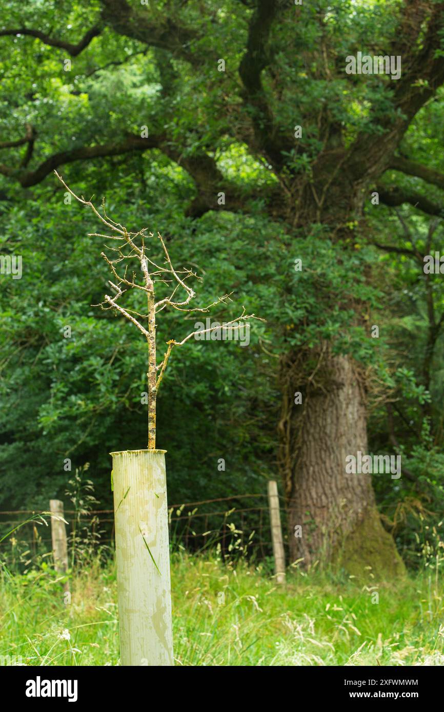 Young Oak tree (Quercus robur) with Grey squirrel (Sciurus carolinensis ...