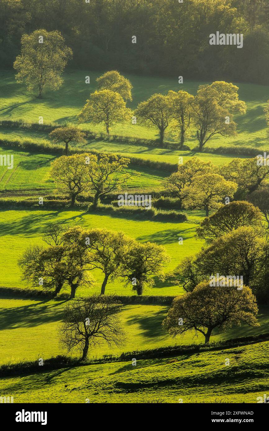 Trees and hedgerows with new foliage, view from Eggardon Hill, Bridport ...