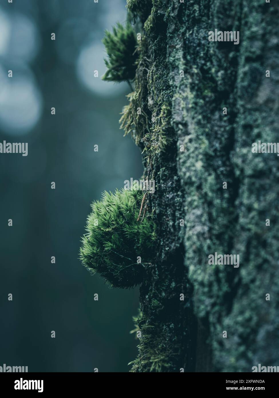 Extreme close up moss hi-res stock photography and images - Alamy