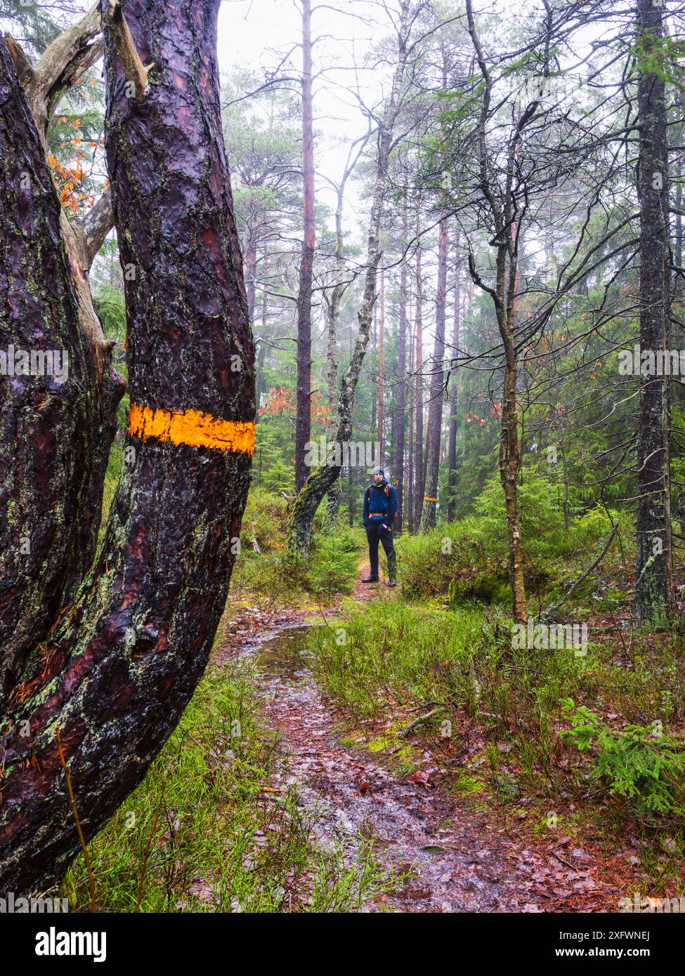Adventurous man hiker standing hi-res stock photography and images - Alamy