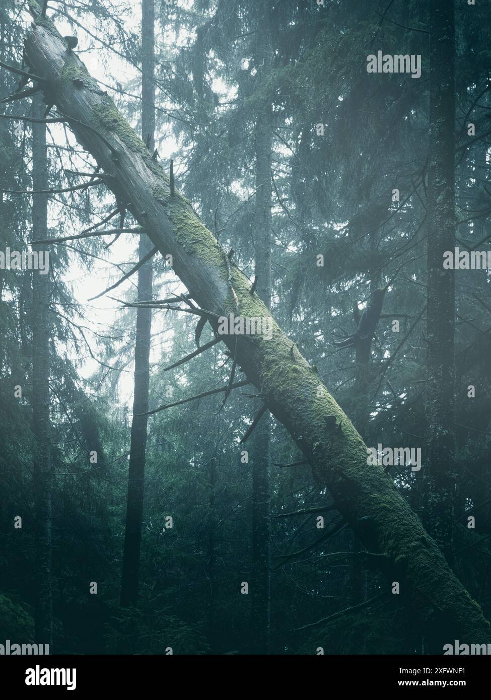 Fallen trunk against trees in forest Stock Photo - Alamy