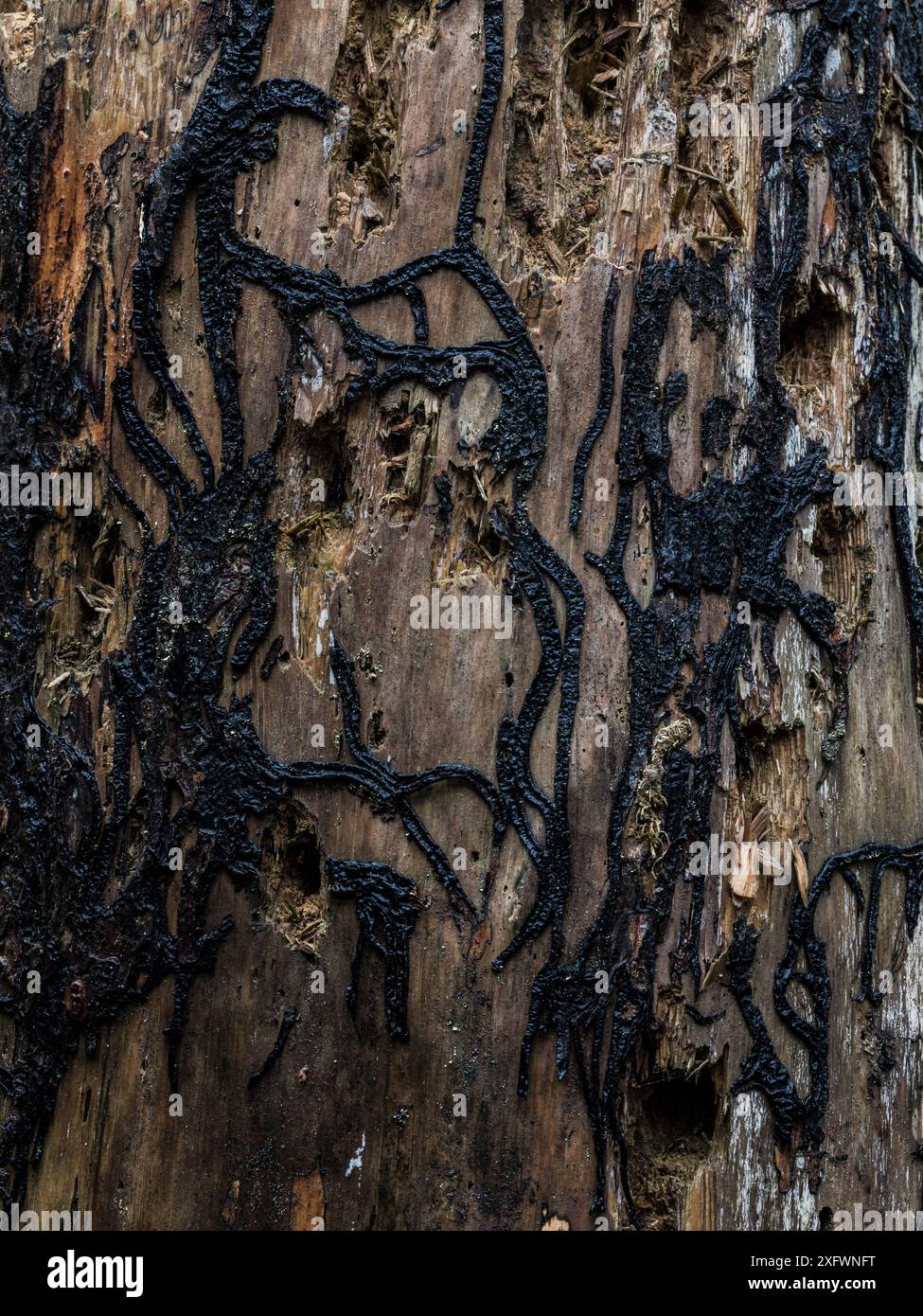 Vertical shot dead trees hi-res stock photography and images - Alamy