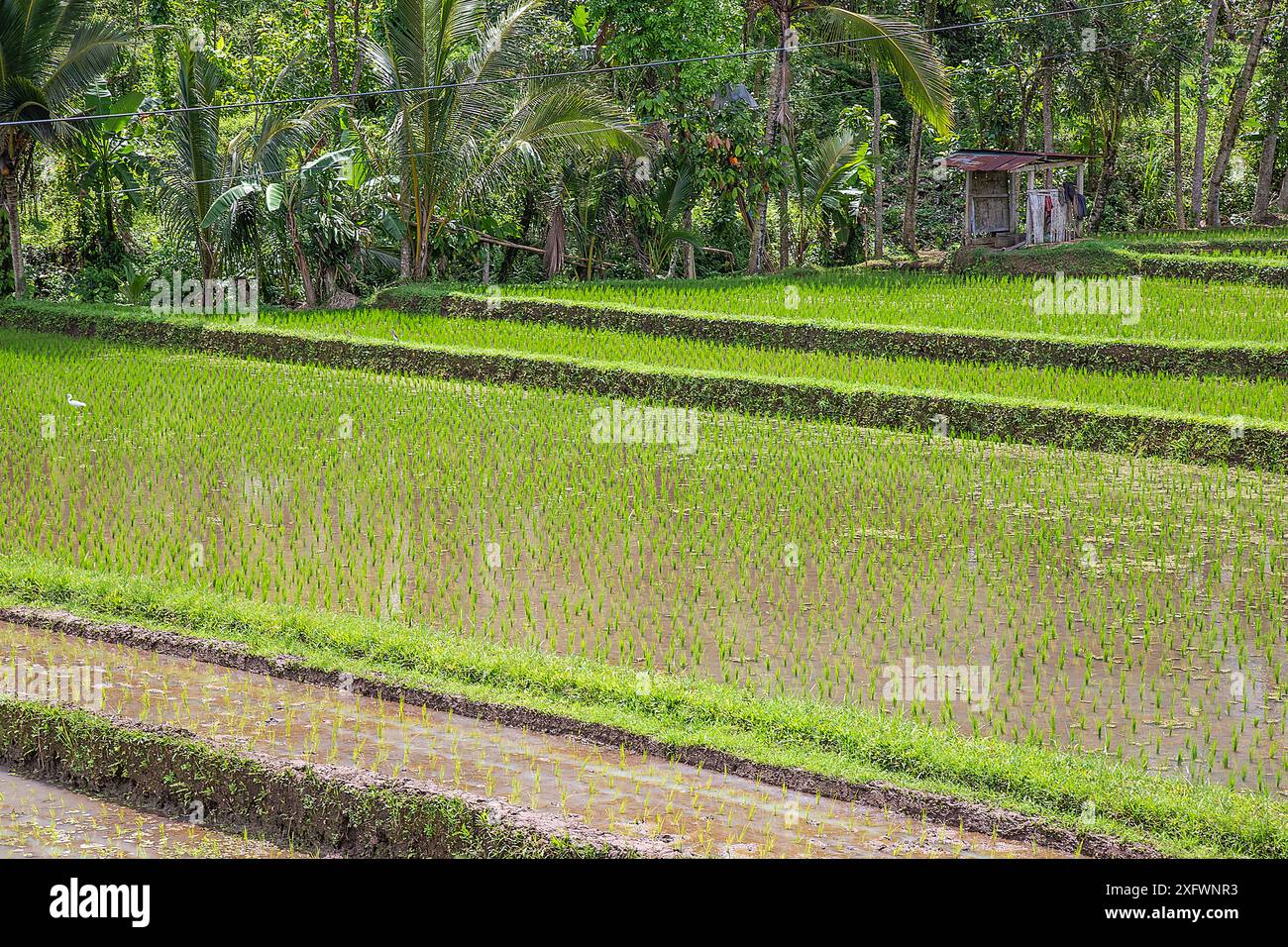 Paddy plowed hi-res stock photography and images - Alamy