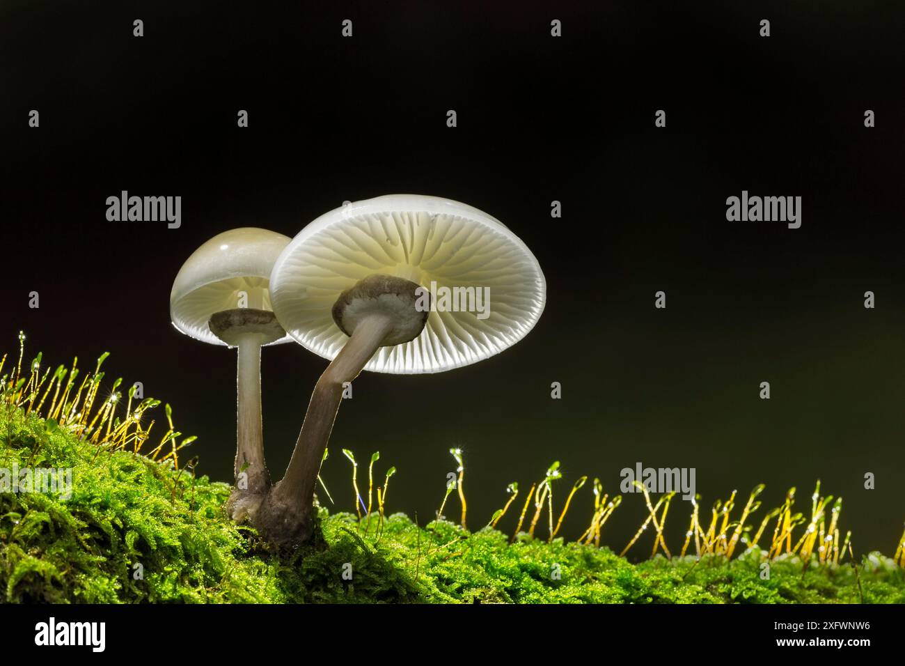 Porcelain fungus (Oudemansiella mucida), New Forest National Park ...