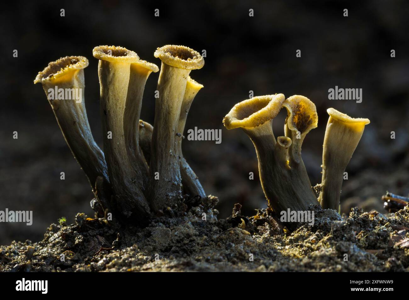 Horn of plenty (Craterellus cornucopioides), New Forest National Park ...