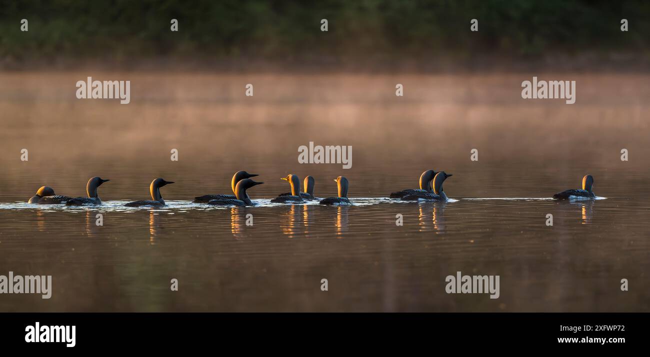 Large group of Arctic Loons following each other while floating over ...