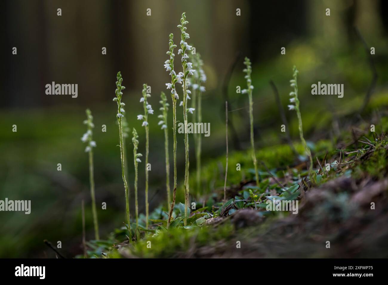 Fragile plants hi-res stock photography and images - Alamy