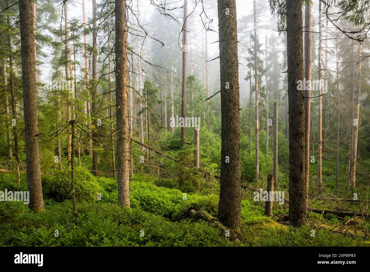 Dense woodland with tall tree trunks hi-res stock photography and images - Alamy