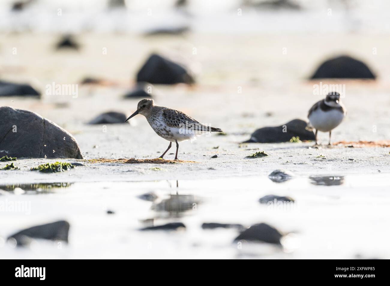 Animal beach theme hi-res stock photography and images - Alamy