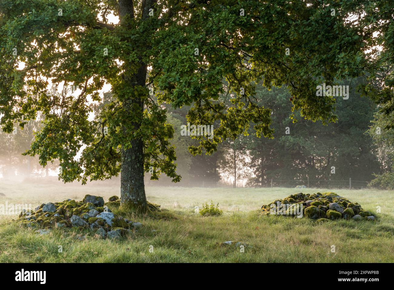 Shady green hi-res stock photography and images - Alamy