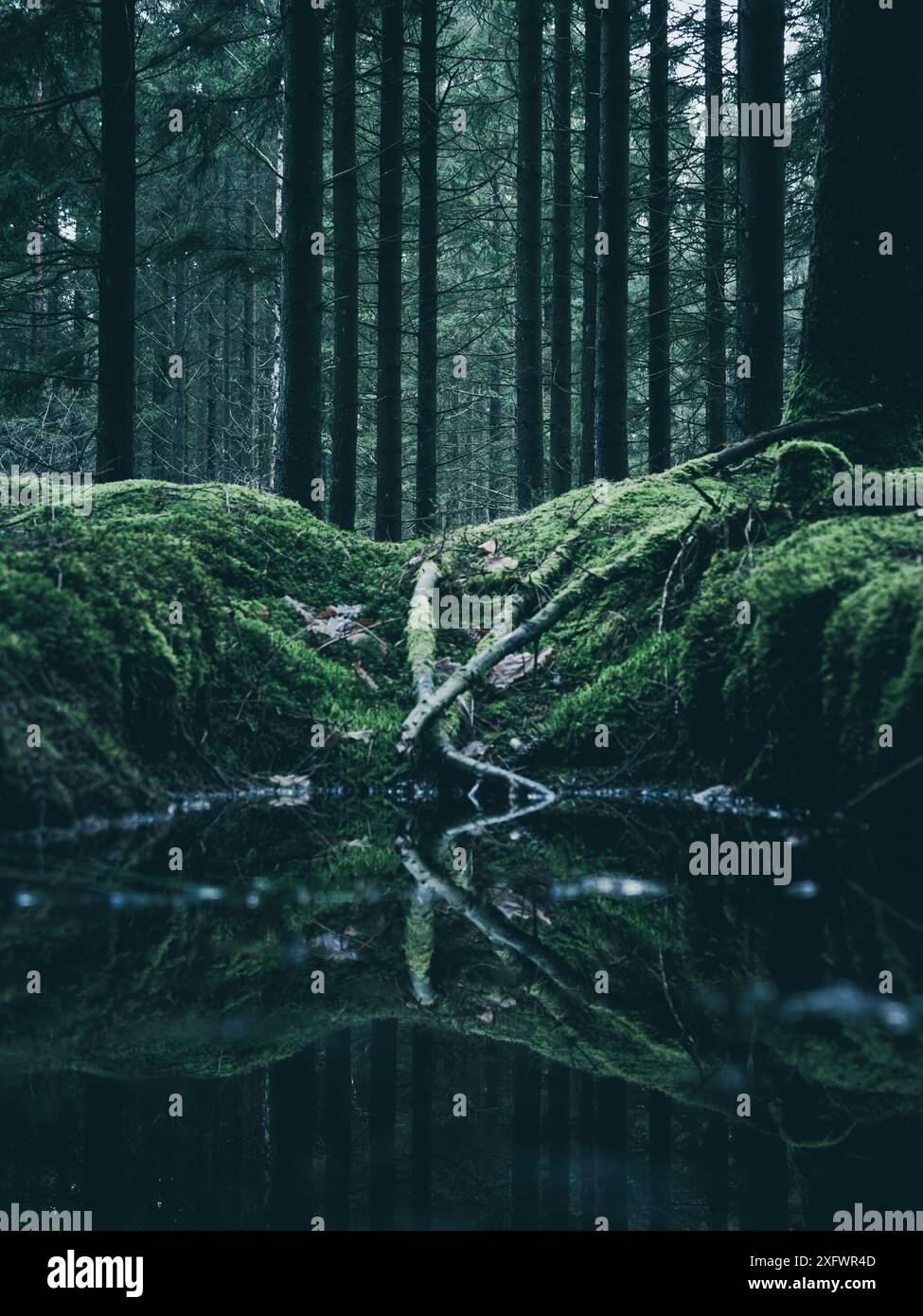 Green mossy rocks neat trees in forest Stock Photo - Alamy