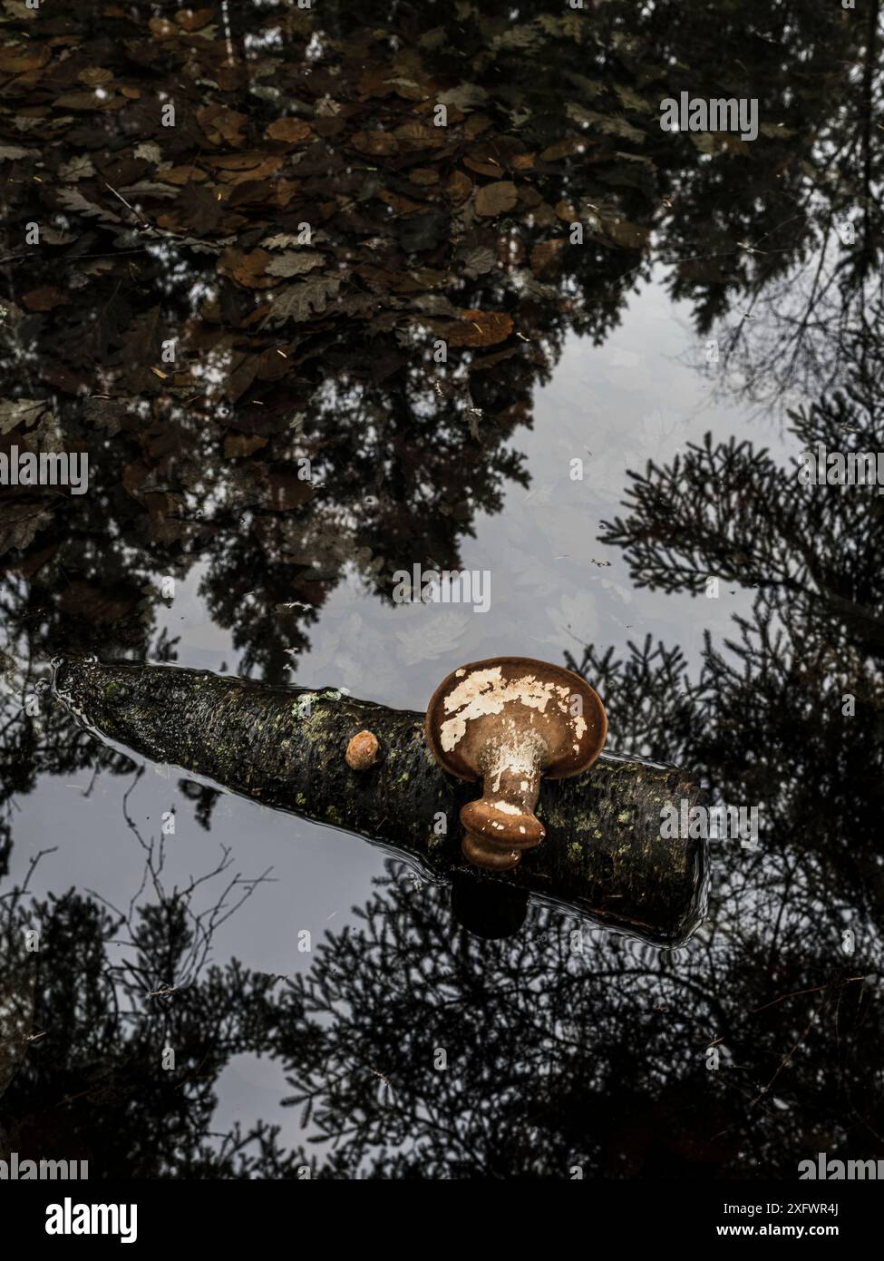 Tree log floating on water in lake at forest Stock Photo - Alamy