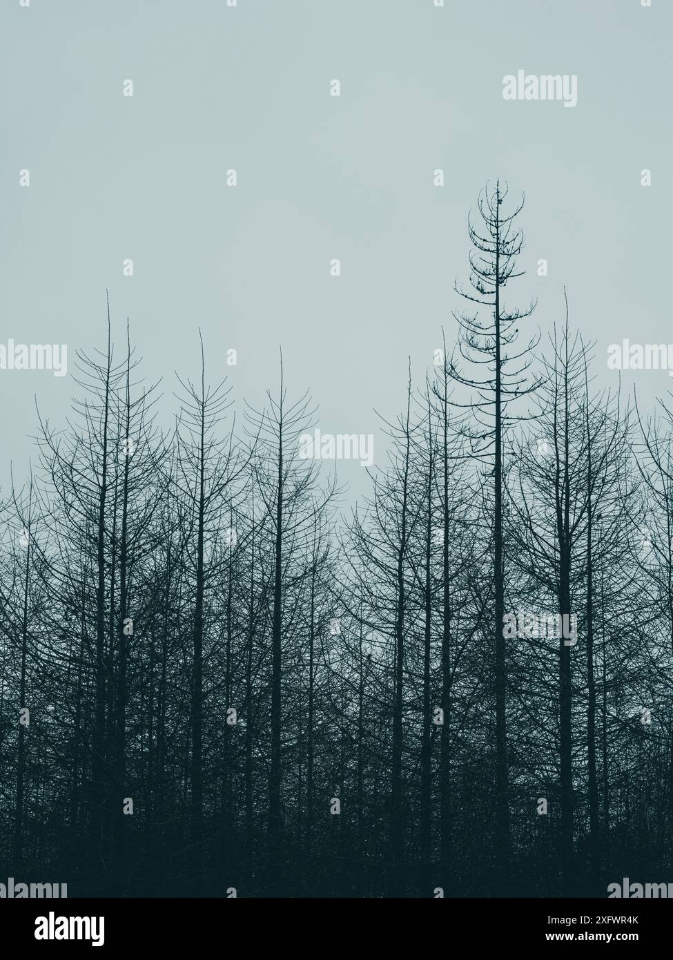 Tall trees overlooking clear sky Stock Photo - Alamy