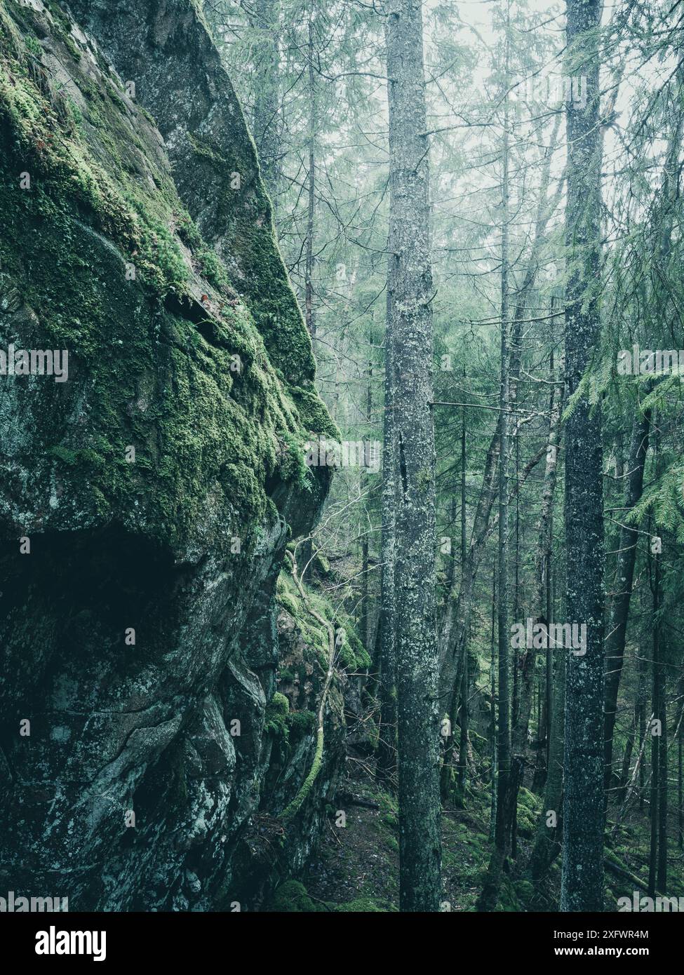 Dense forest with trees near rock formation Stock Photo - Alamy