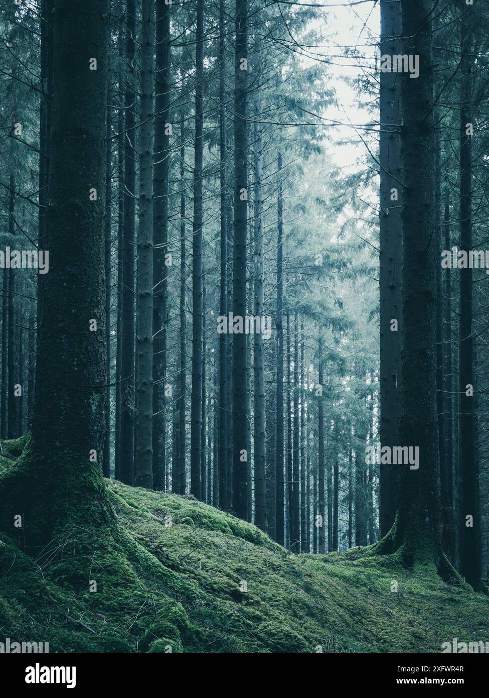Tall trees in dense green forest Stock Photo - Alamy