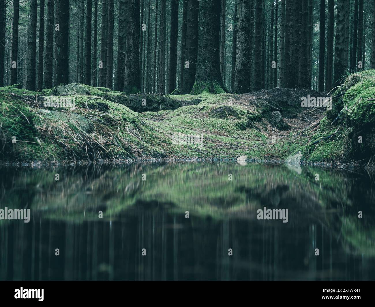 Moss landscape woods forest scenics hi-res stock photography and images ...
