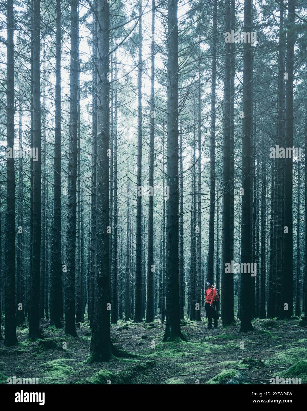Amidst tall trees hi-res stock photography and images - Alamy