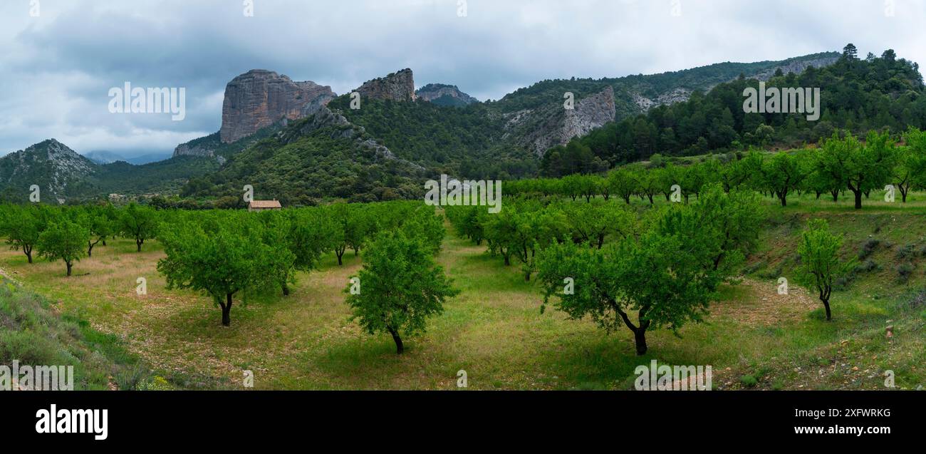 Almond (Prunus amygdalus) orchard with En Benet Rocks / Roques de Benet ...
