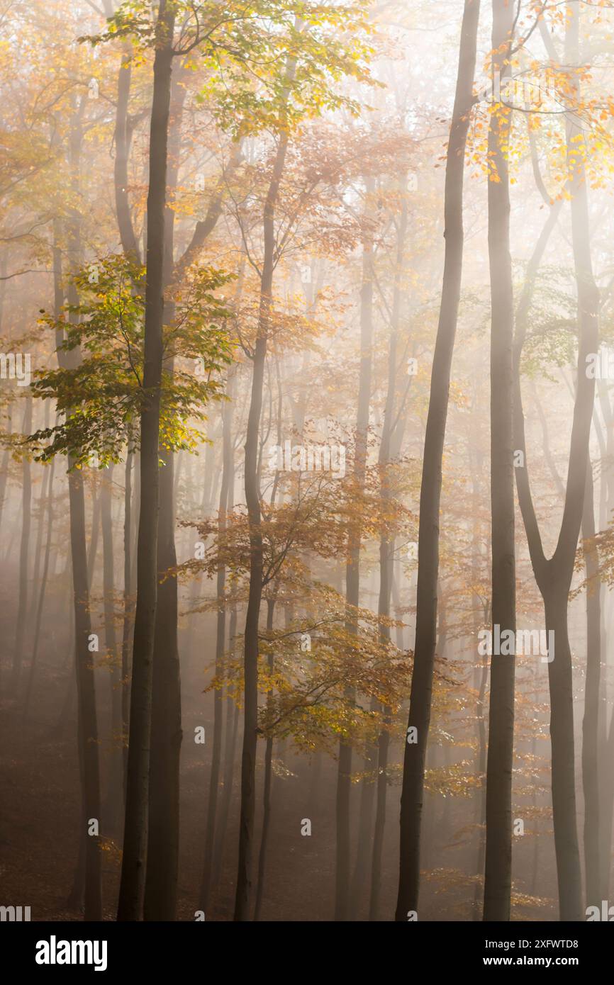 Foggy moody day with sun rays in the autumn forest in the Little ...