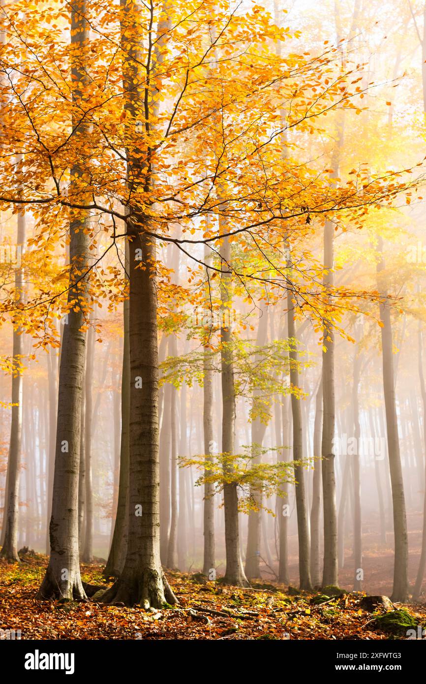 Outdoor connection with the sun and landscape hi-res stock photography ...