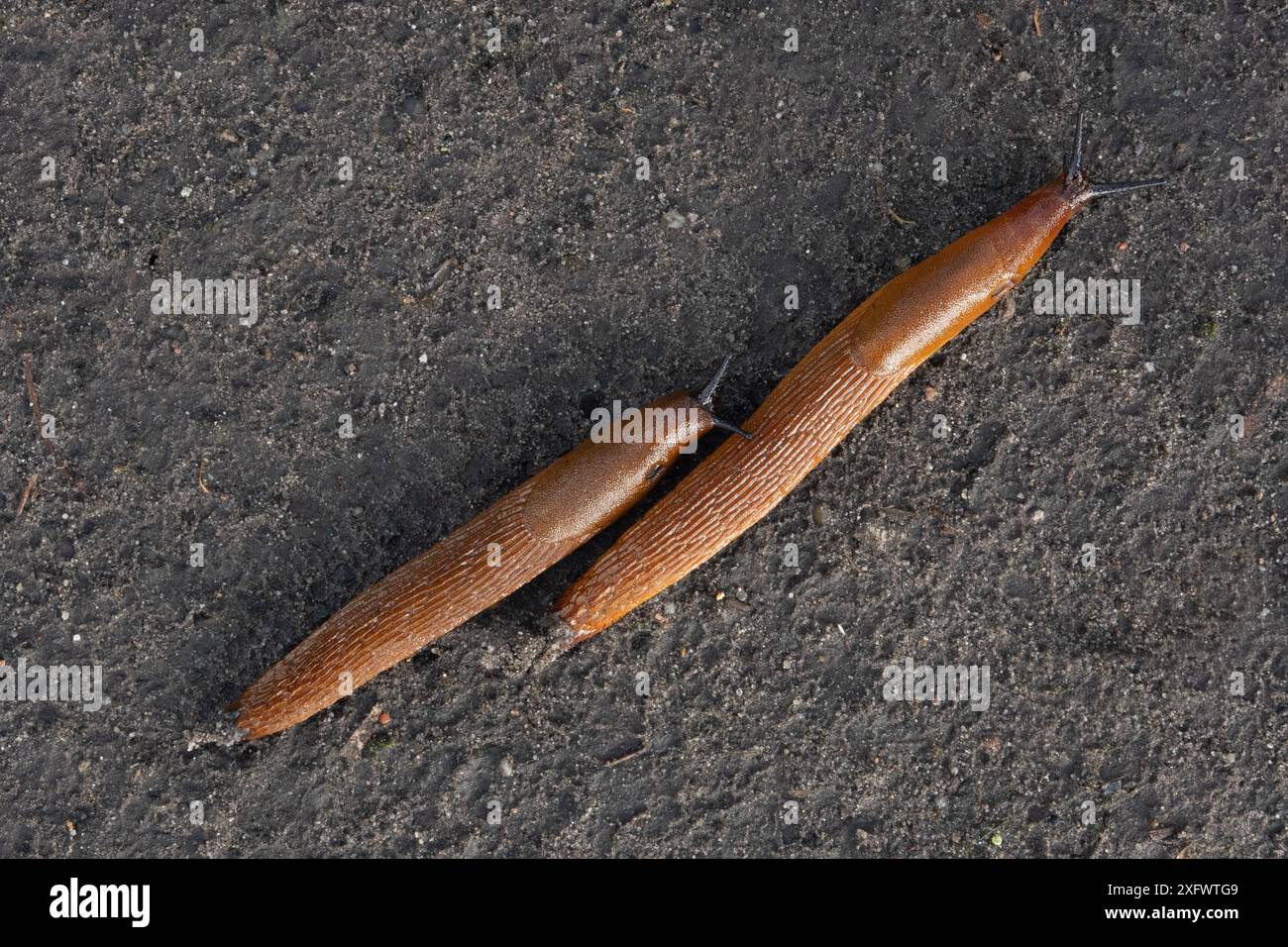 Two slugs side by side, looks like they are in a running race Stock Photo - Alamy