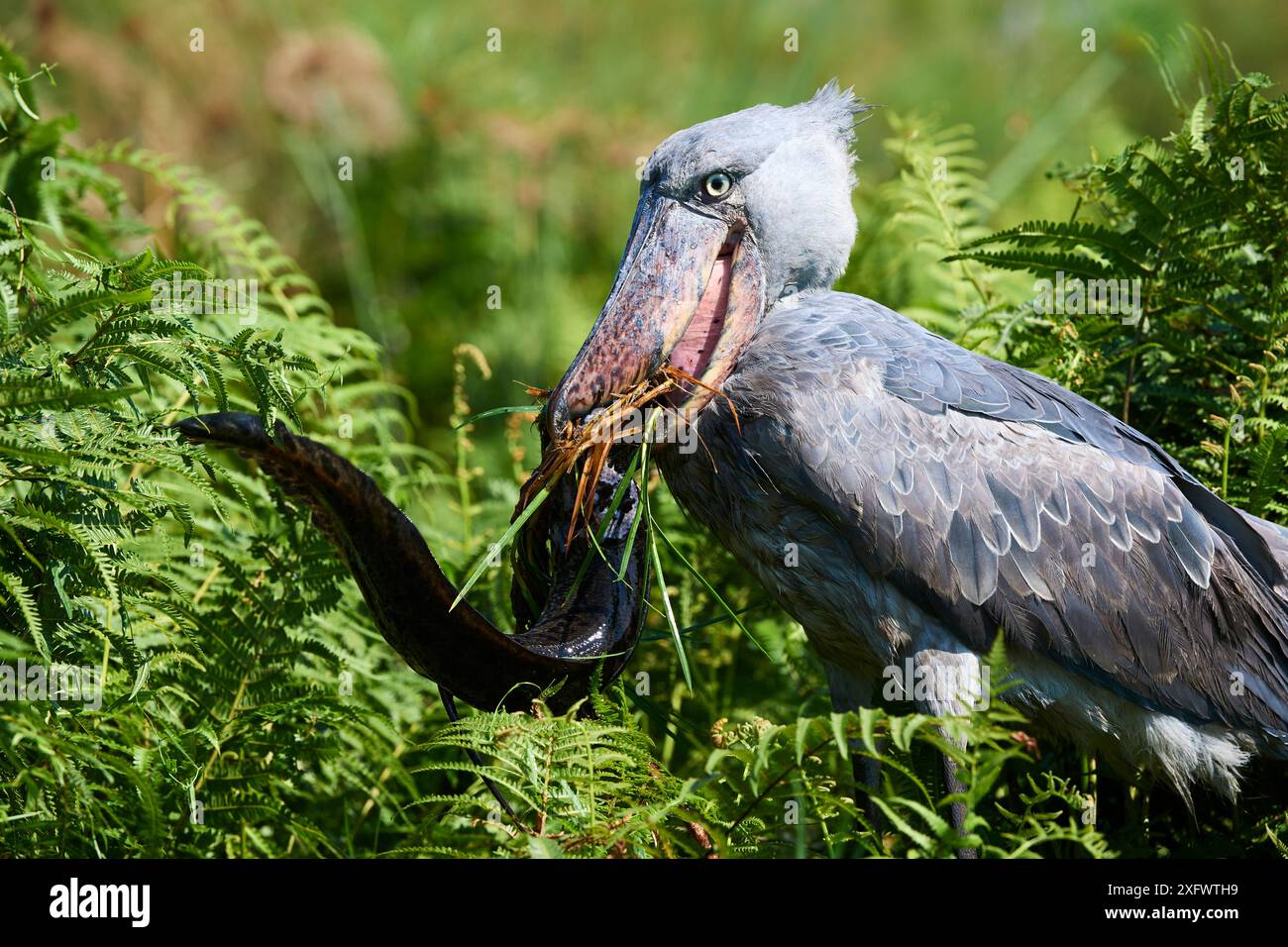 Shoebill stork (Balaeniceps rex) female feeding on a Spotted African ...