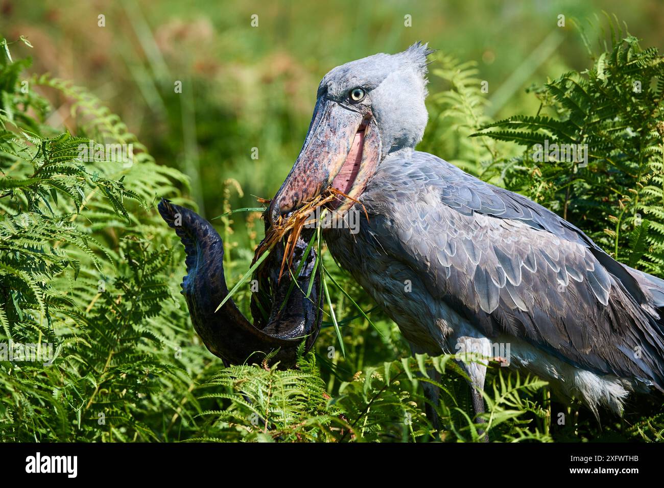 Shoebill stork (Balaeniceps rex) female feeding on a Spotted African ...