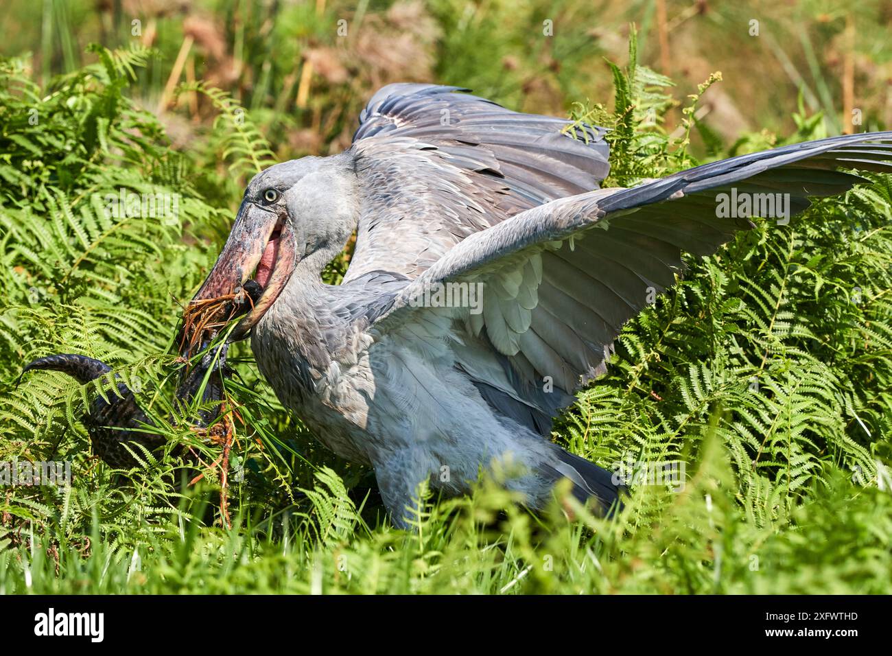 Shoebill on the wings hi-res stock photography and images - Alamy