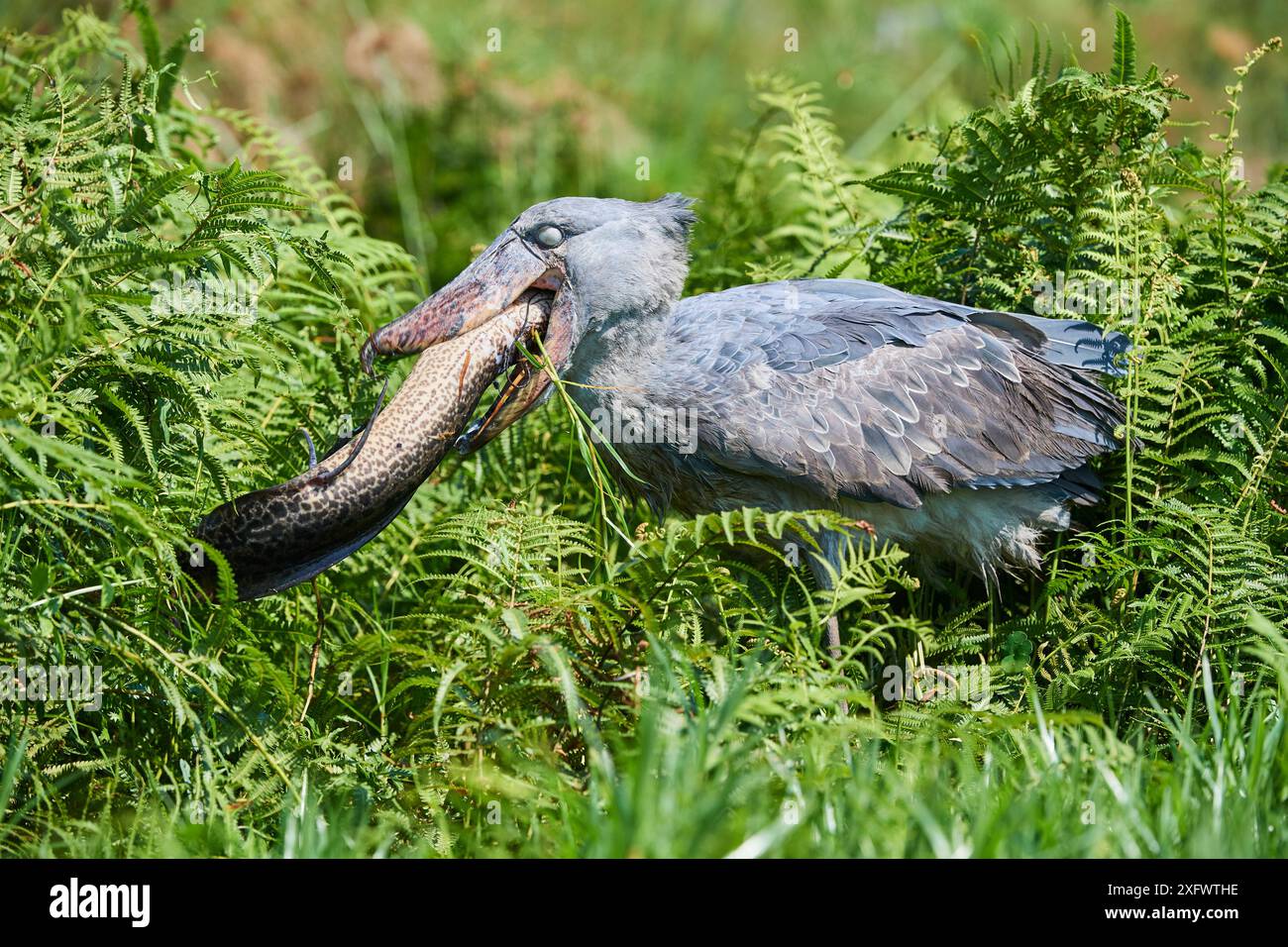 Shoebill stork (Balaeniceps rex) female feeding on a Spotted African ...