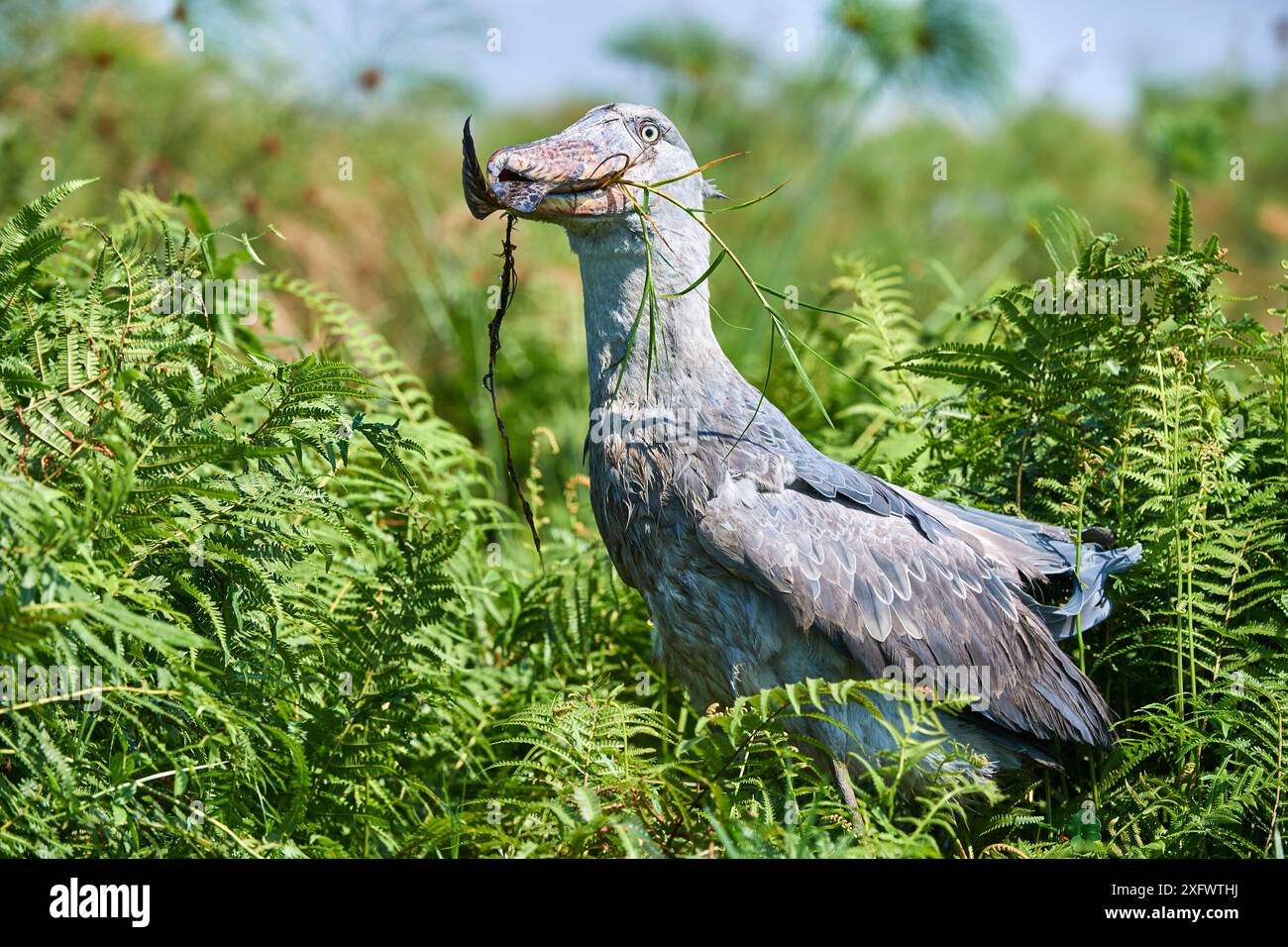Shoebill fish hi-res stock photography and images - Alamy