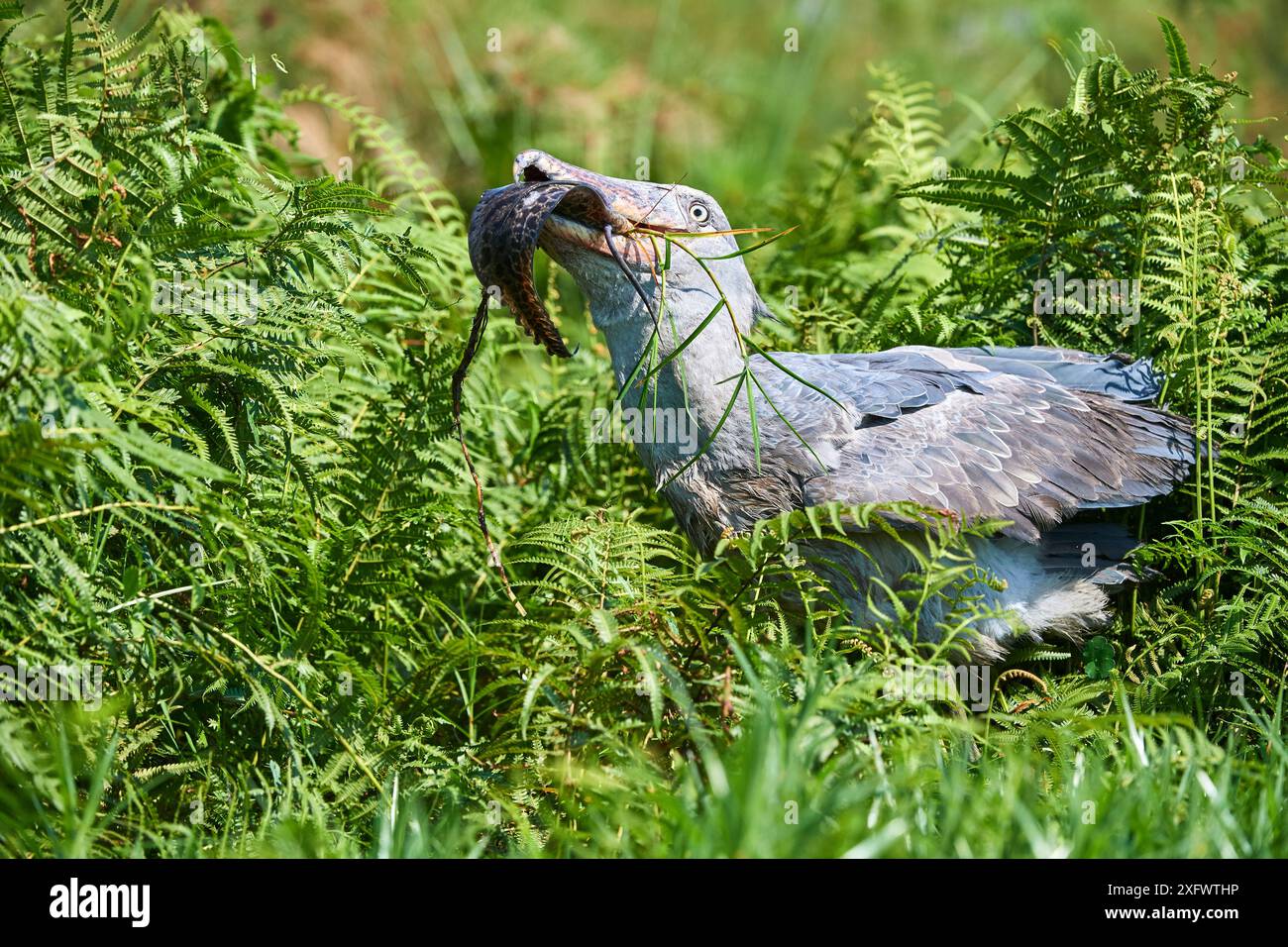 Shoebill stork (Balaeniceps rex) female feeding on a Spotted African ...