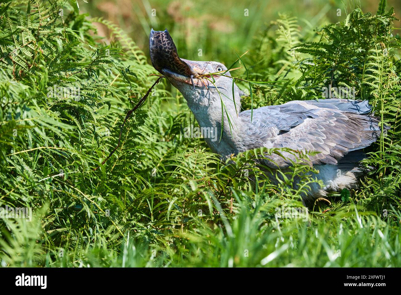 Shoebill stork (Balaeniceps rex) female feeding on a Spotted African ...
